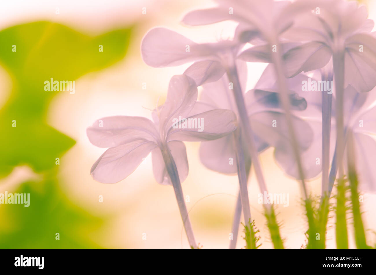 soft pink flower haze effect Stock Photo - Alamy