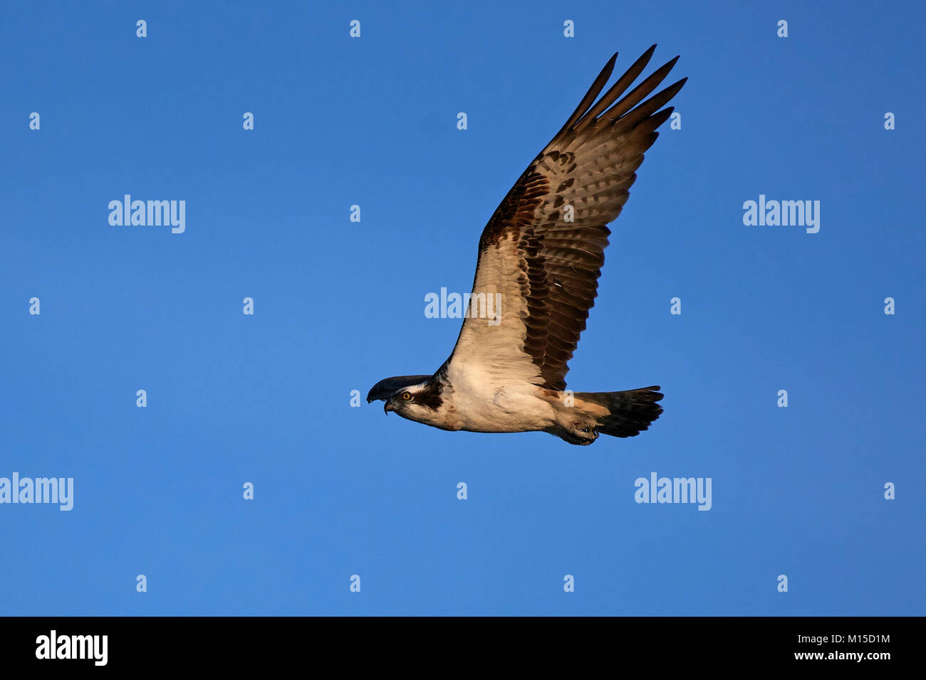 Osprey in flight in its natural habitat Stock Photo - Alamy