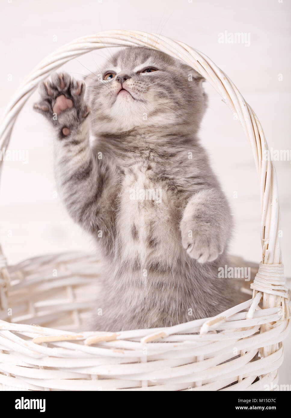 Grey Scottish Fold Kitty Standing on the hind legs in basket. Showing ...
