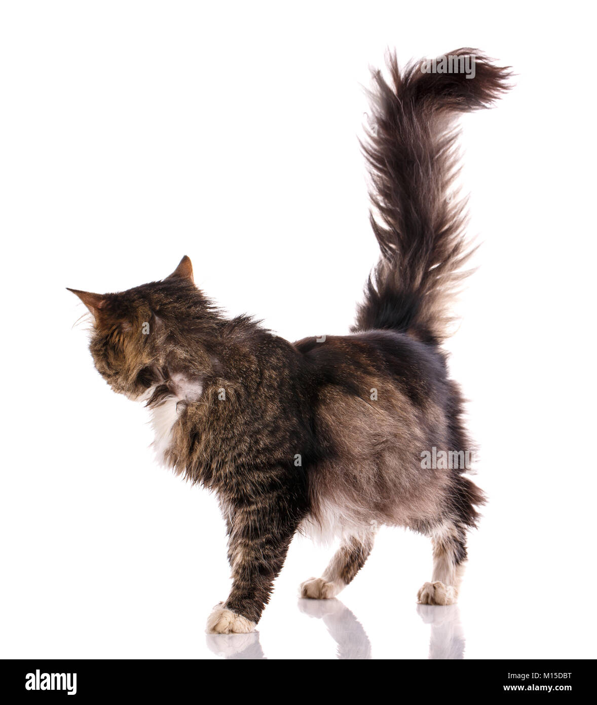 Cat is isolated on white. Cat poster. Kitty without breed Stock Photo ...