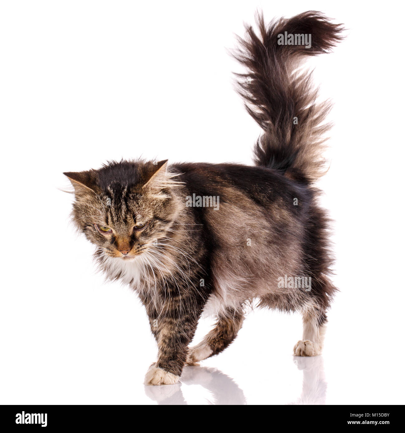 Pet on the street Cut Out Stock Images & Pictures - Alamy