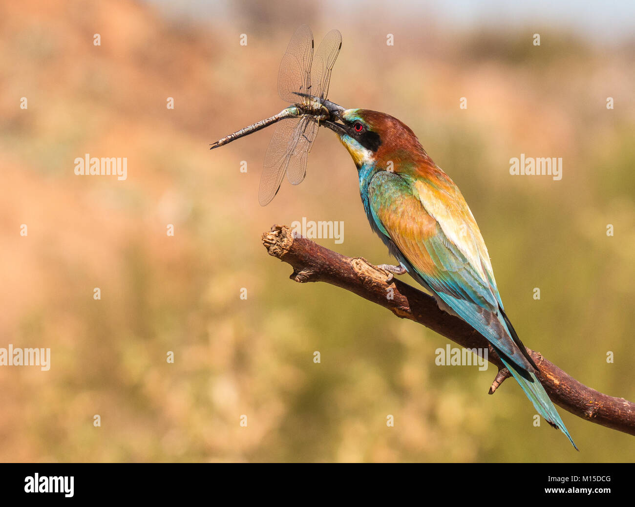 Dragonflies birds hi-res stock photography and images - Alamy