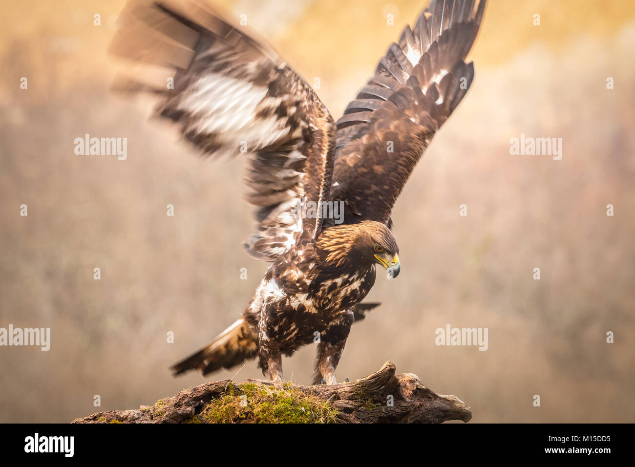 Queen of birds hi-res stock photography and images - Alamy