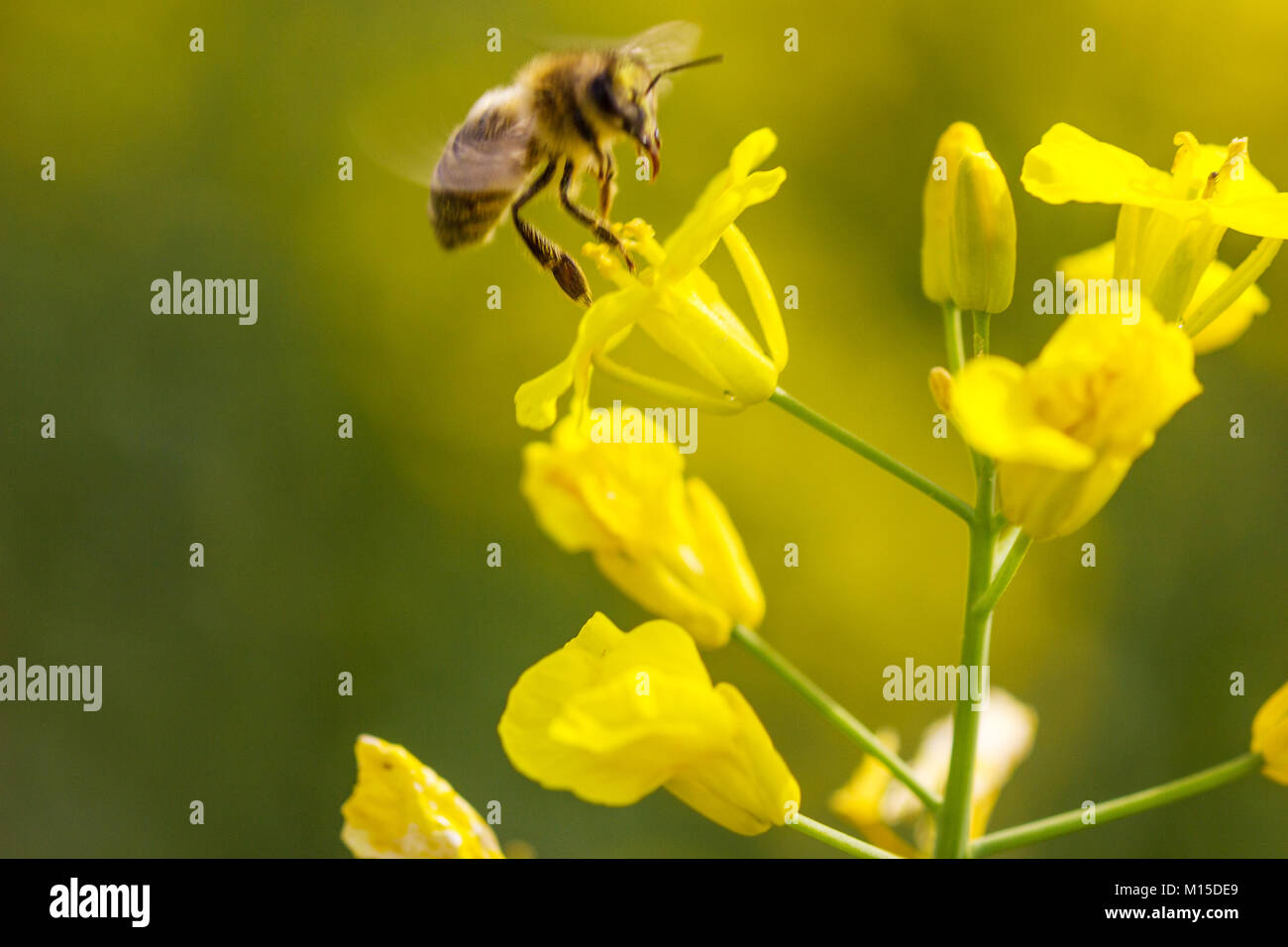 bee flying on rapeseed flower Stock Photo - Alamy