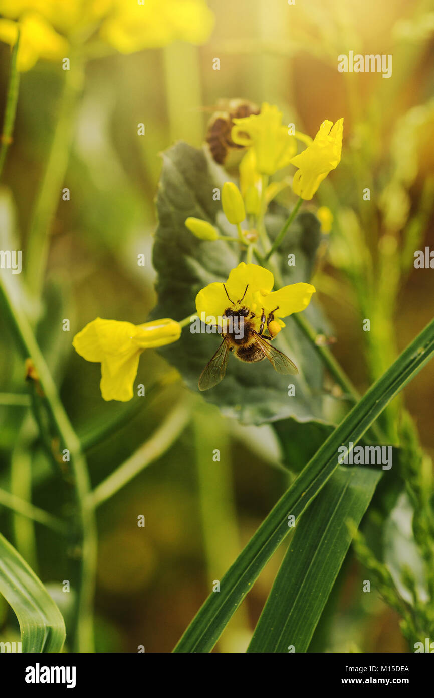 bees pollinate the yellow rape seed in the sunlight Stock Photo - Alamy
