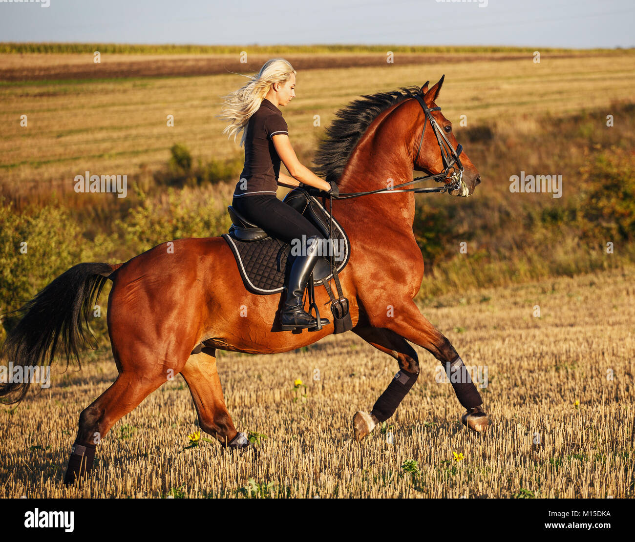 Young pretty girl - riding a horse in spring time Stock Photo - Alamy