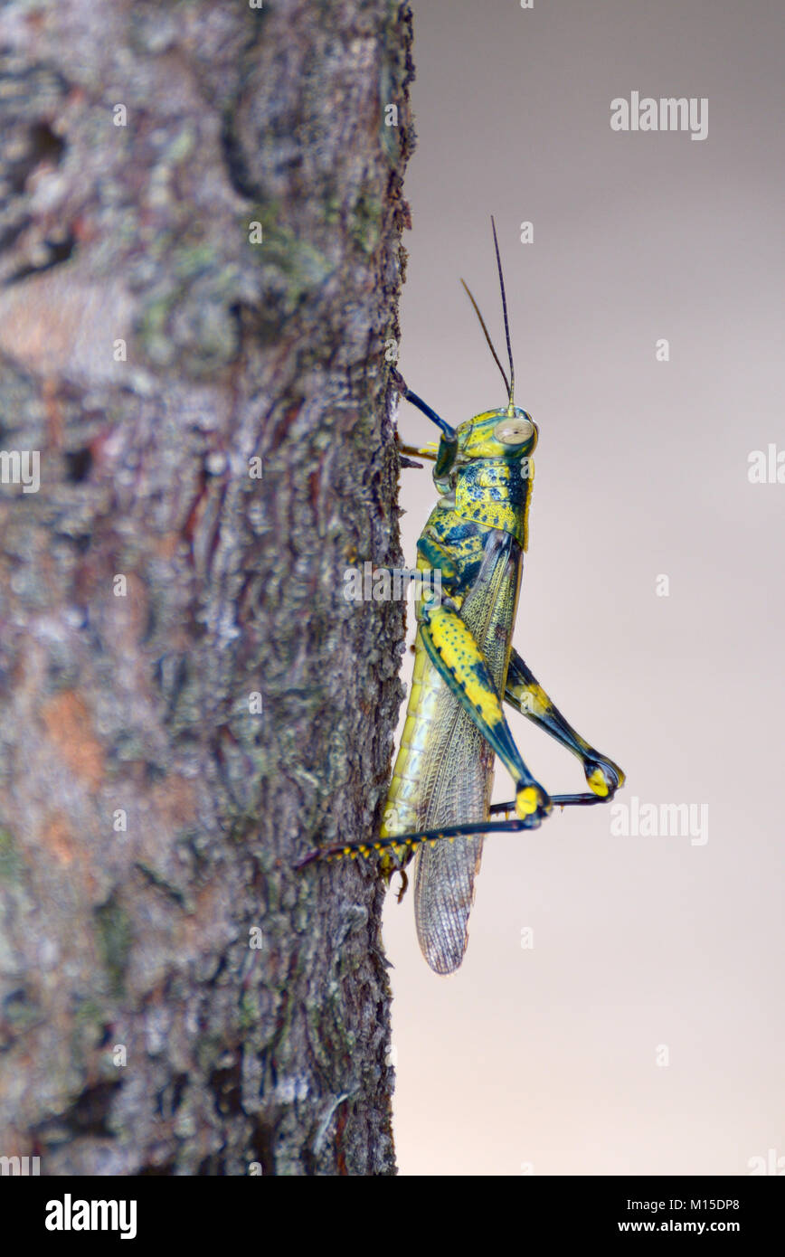 Yellow-blue locust sitting on a tree trunk closeup Stock Photo - Alamy