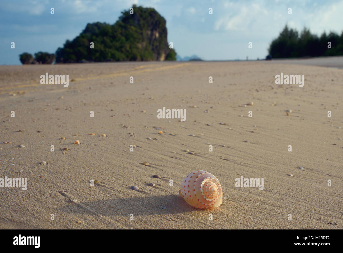 Conch shell sandy beach hi-res stock photography and images - Alamy