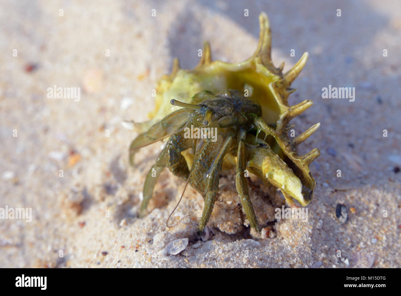 Hermit crab comes out of the shell Stock Photo - Alamy
