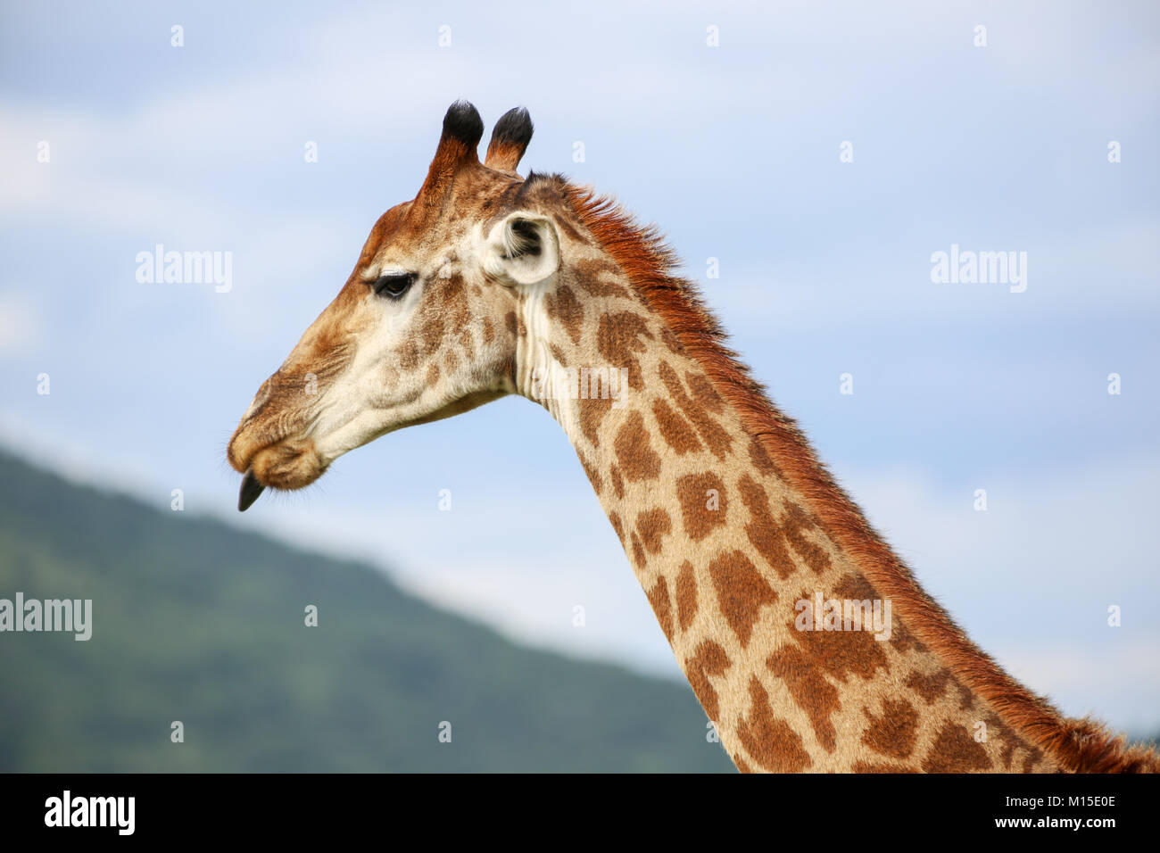 Girrafe head shot hi-res stock photography and images - Alamy
