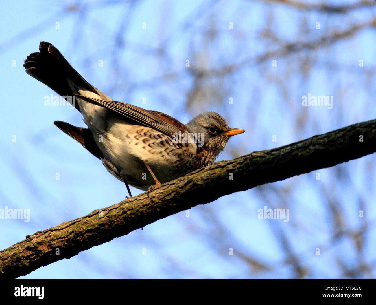 Single Fieldfare bird on a tree branch during a spring nesting period ...