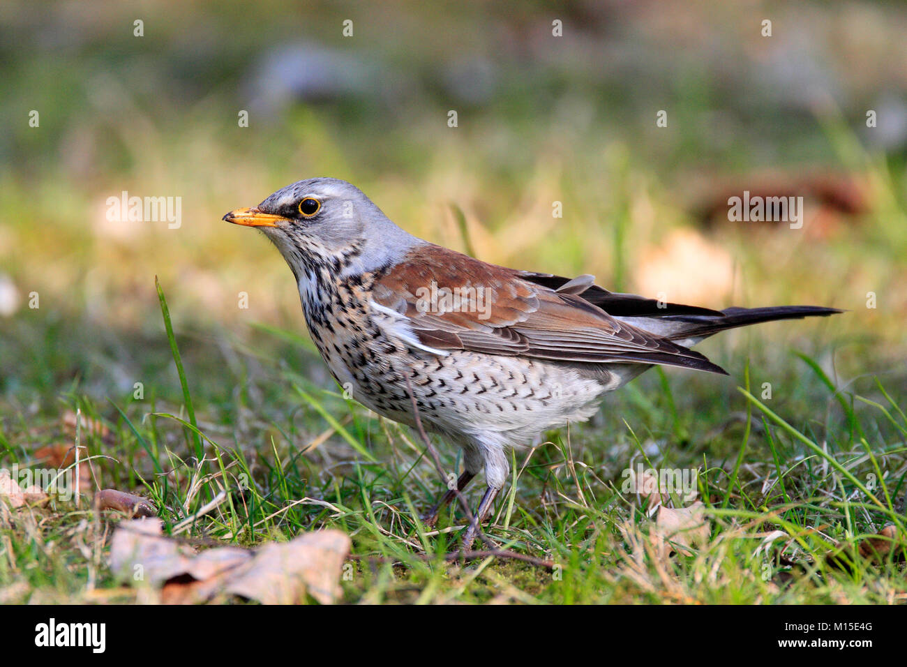 Single Fieldfare bird on grassy wetlands during a spring nesting period ...