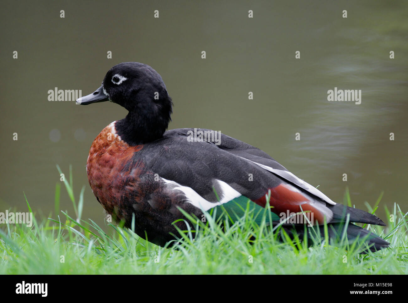 Single Australian Shelduck bird on grassy wetlands during a spring ...
