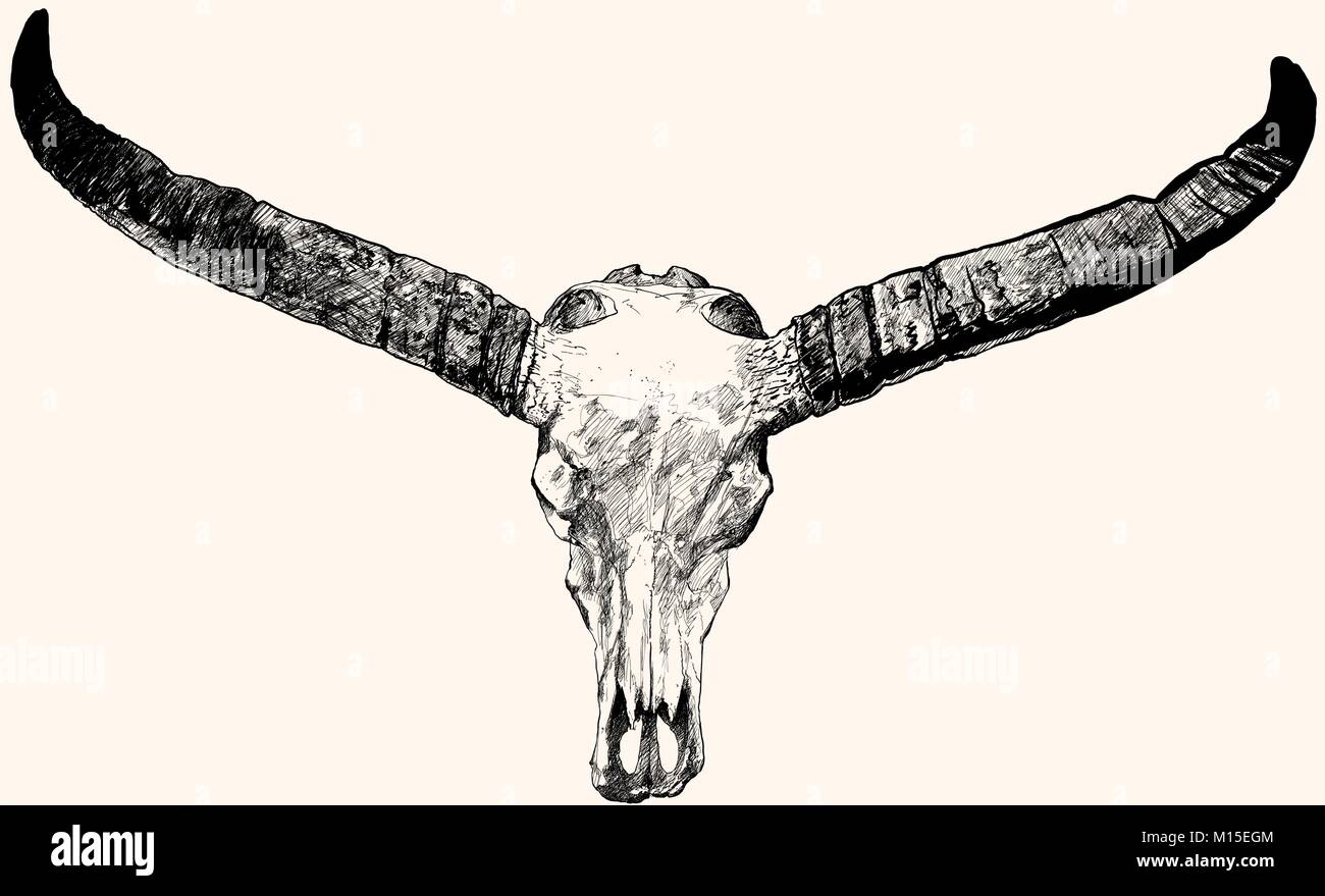 Ink pen hand drawing of a bull Skull Stock Vector Image & Art - Alamy