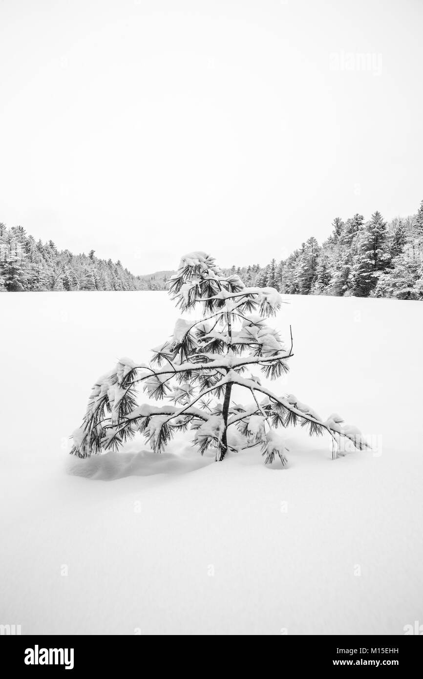 A small pine tree at the edge of a snow covered pond in New Hampshire ...