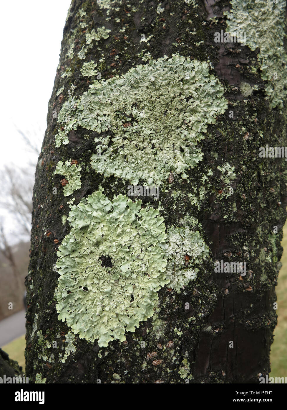 Apple Tree Lichen Close-Up Fungus Stock Photo - Alamy