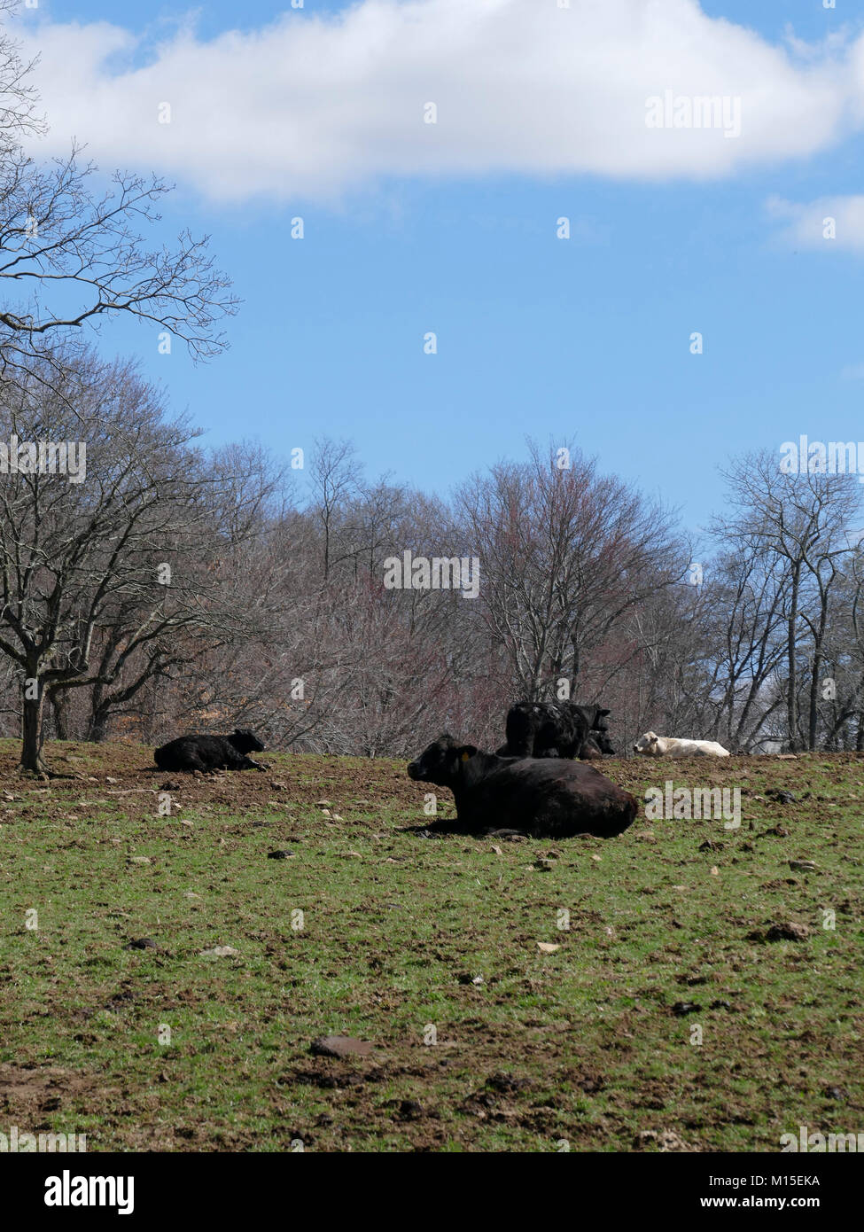 Sitting Cows High Resolution Stock Photography and Images - Alamy