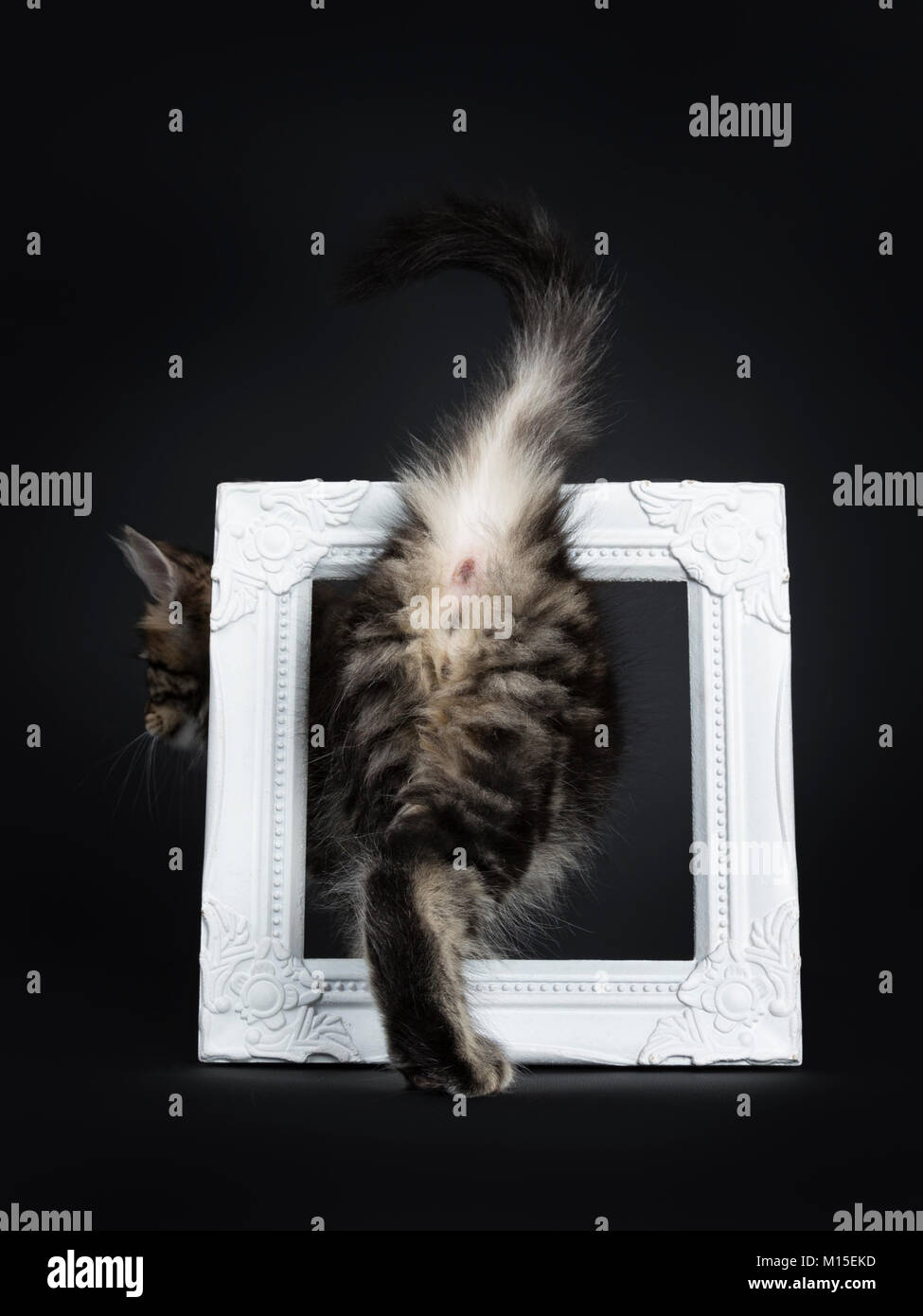Rear end of Classic brown tabby Maine Coon cat / kitten walking through ...