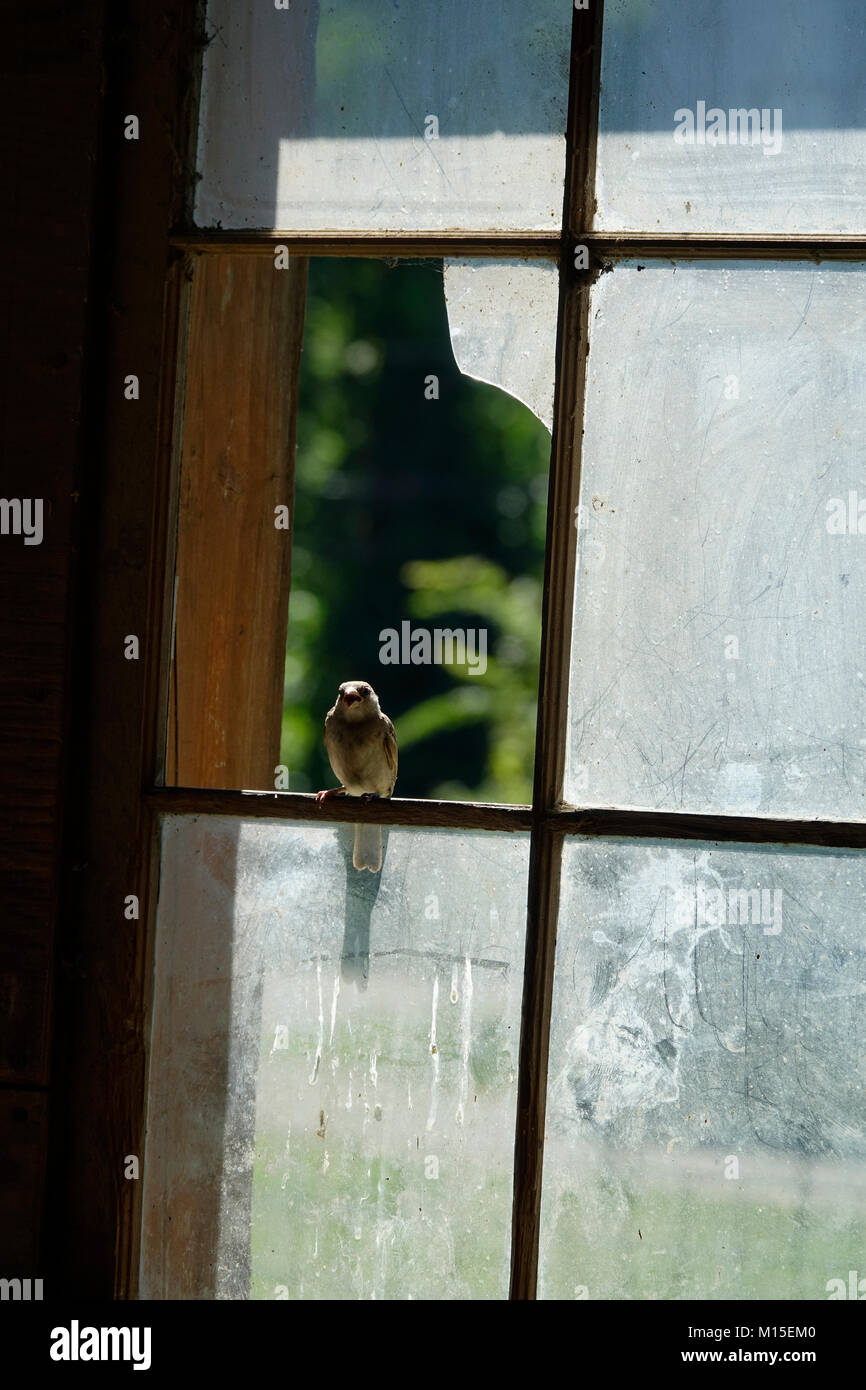 Broken Glass On Window Sill High Resolution Stock Photography and ...