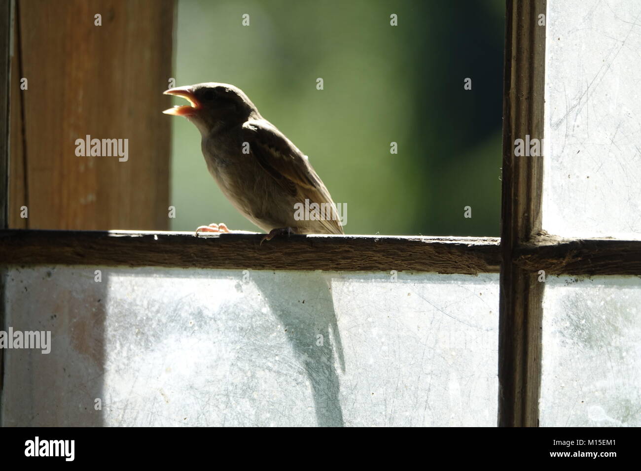 Singing glass shattered hi-res stock photography and images - Alamy