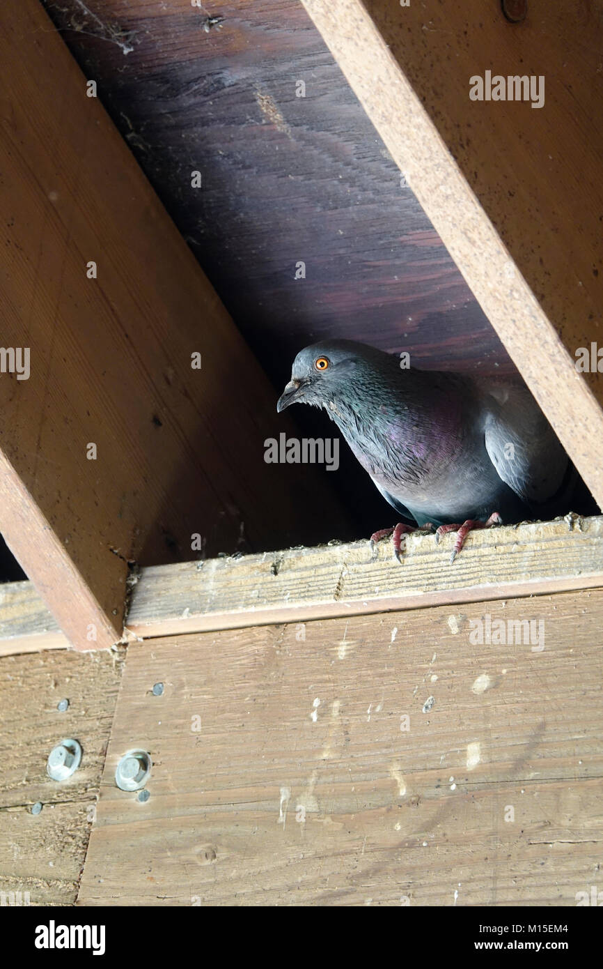One Pigeon Perched on a Wooden Plank Looking Down Stock Photo - Alamy