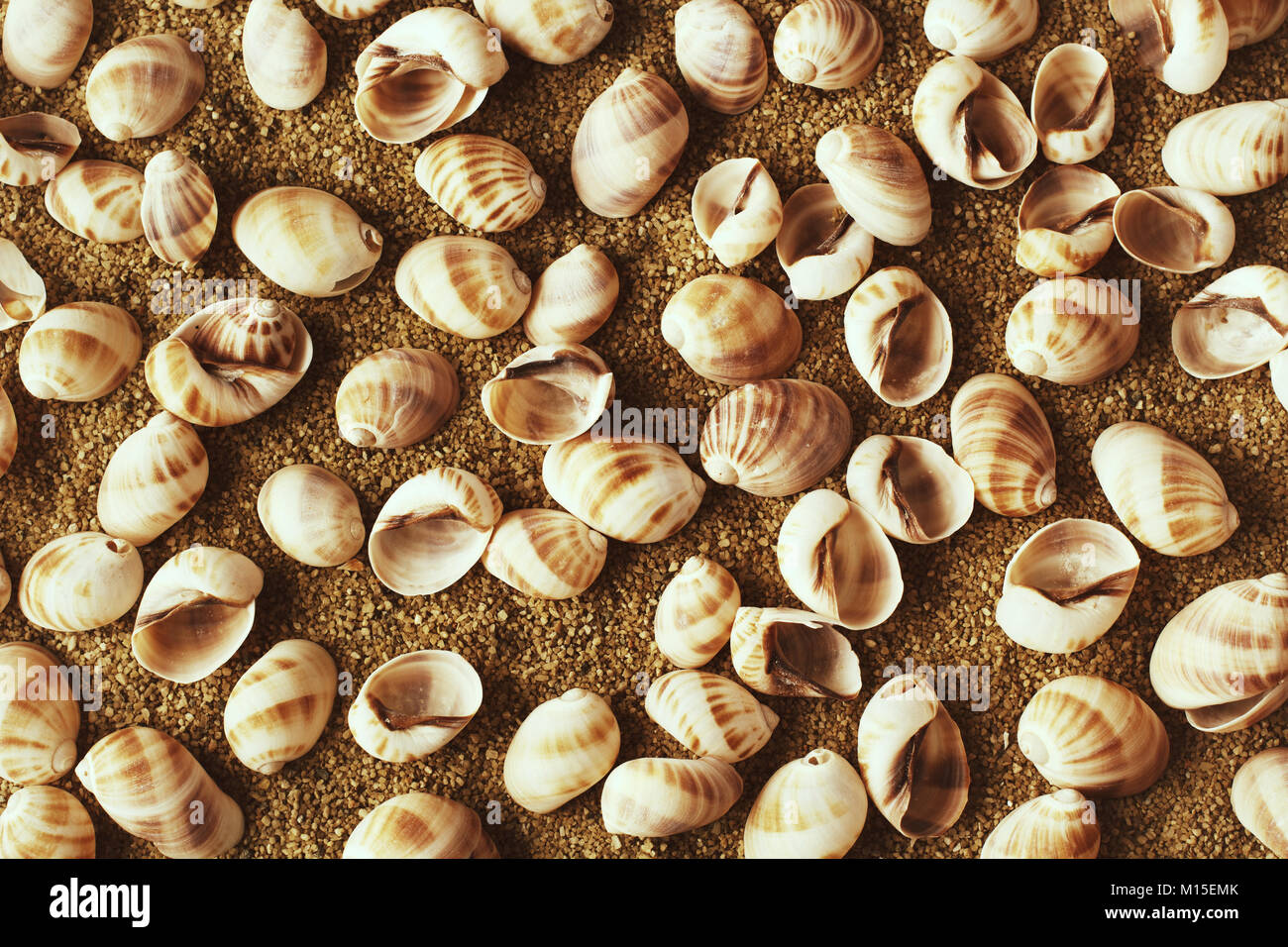 Seashell collection on sand. Top down view Stock Photo - Alamy