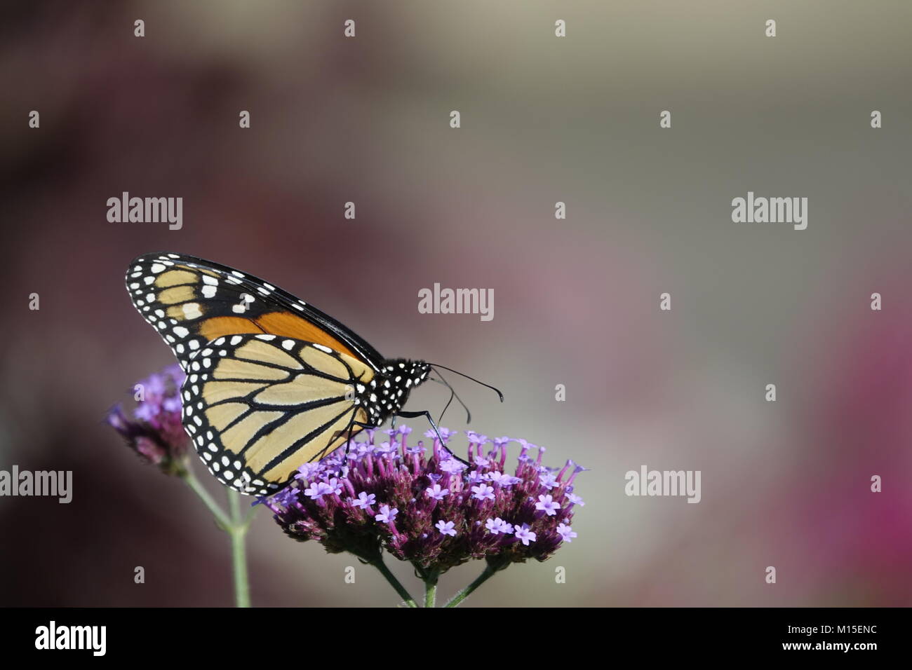 Monarch Butterfly in Purple Flower Garden Stock Photo - Alamy
