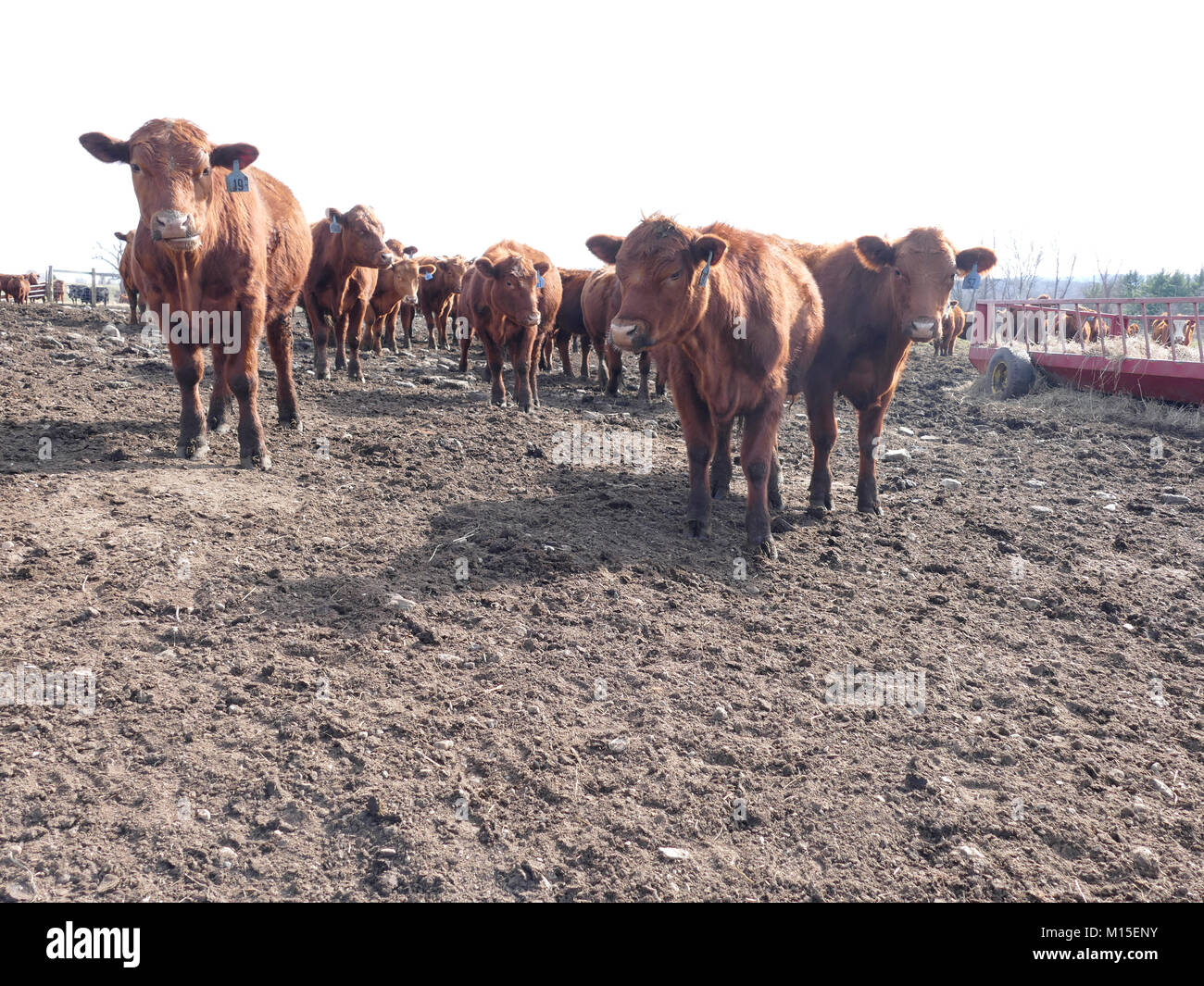 Skinny cattle hi-res stock photography and images - Alamy