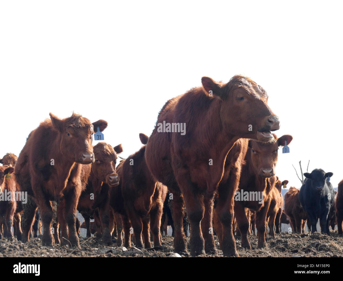 Group of Brown Beef Cattle on a Farm Stock Photo - Alamy