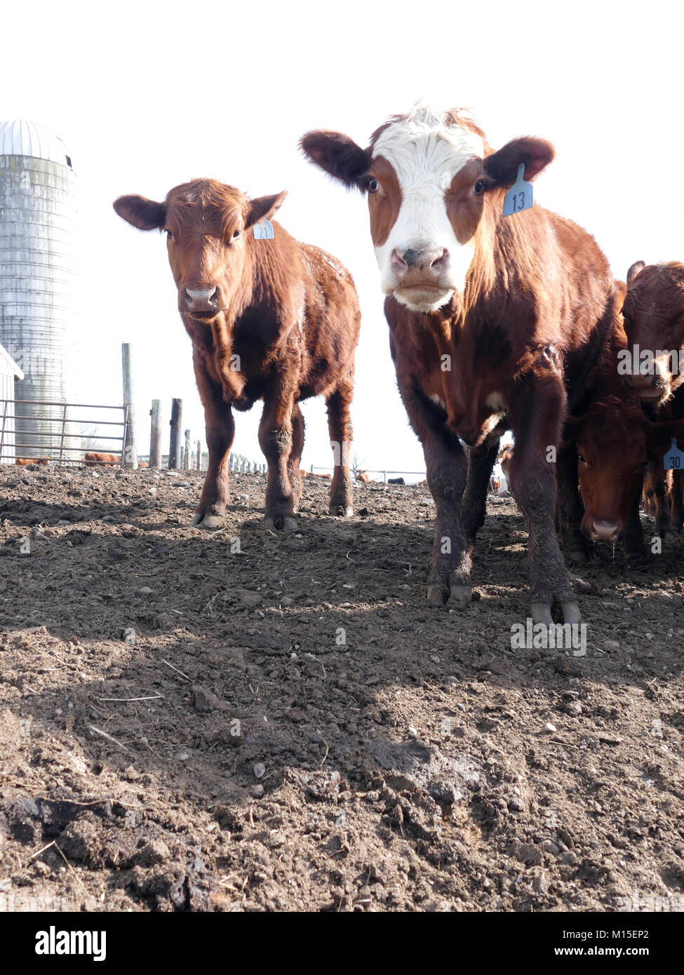 Group of Brown Beef Cattle on a Farm Stock Photo - Alamy