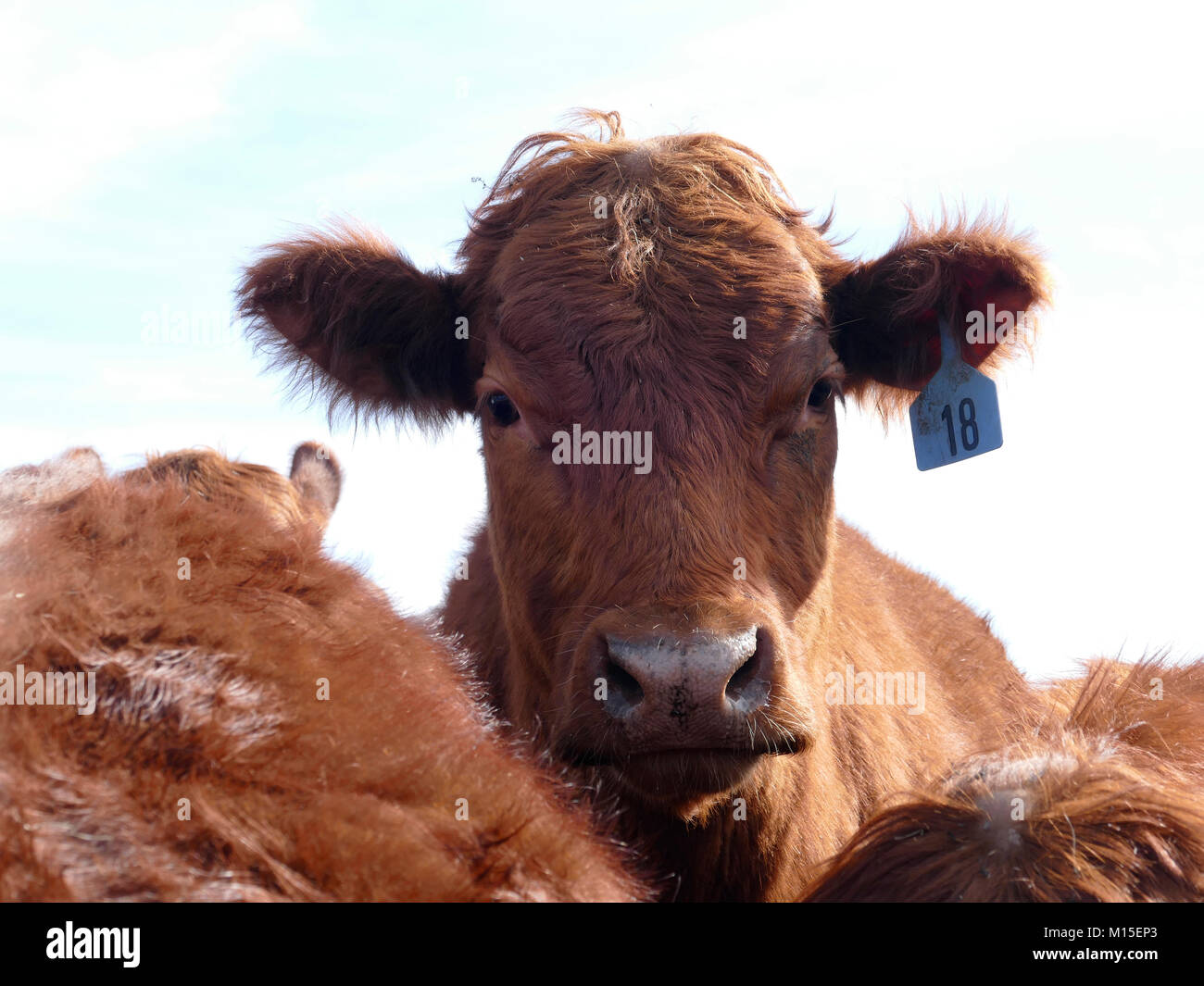 Skinny cattle hi-res stock photography and images - Alamy