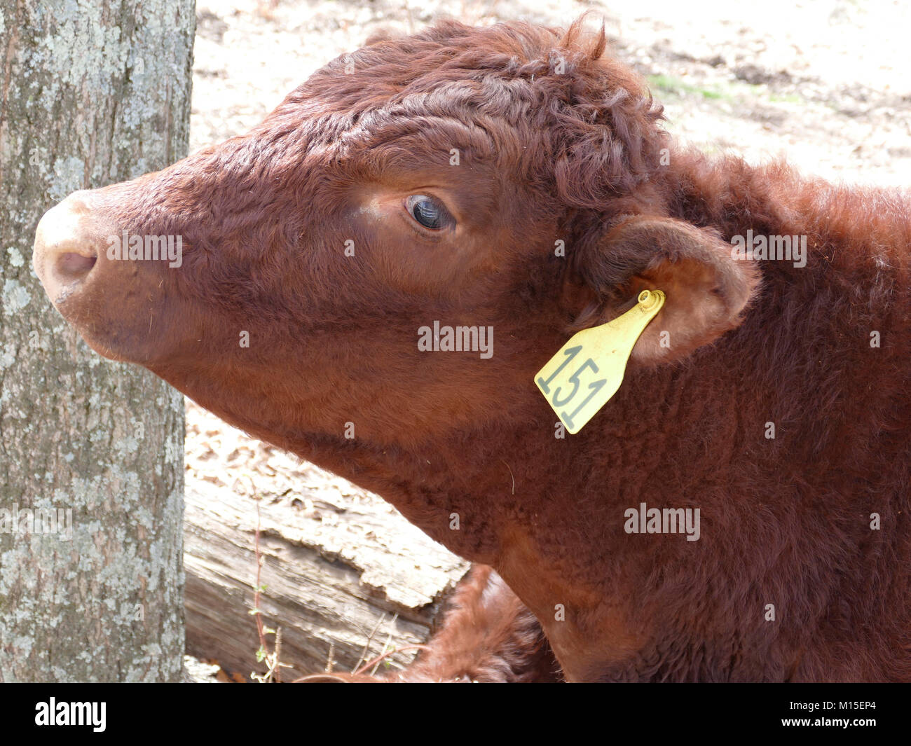 Skinny cattle hi-res stock photography and images - Alamy