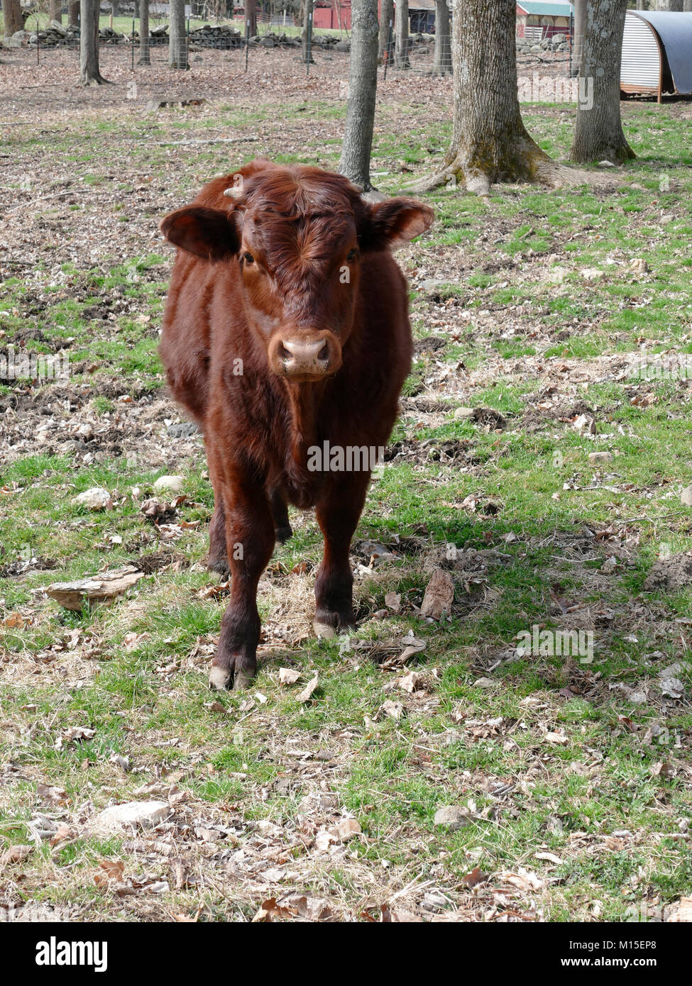 Skinny brown cow hi-res stock photography and images - Alamy