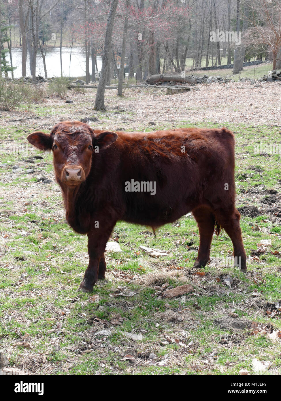 Skinny cows hi-res stock photography and images - Alamy