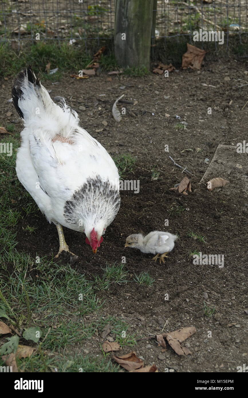 Mother Chicken and her Baby Chick on a Farm Stock Photo - Alamy