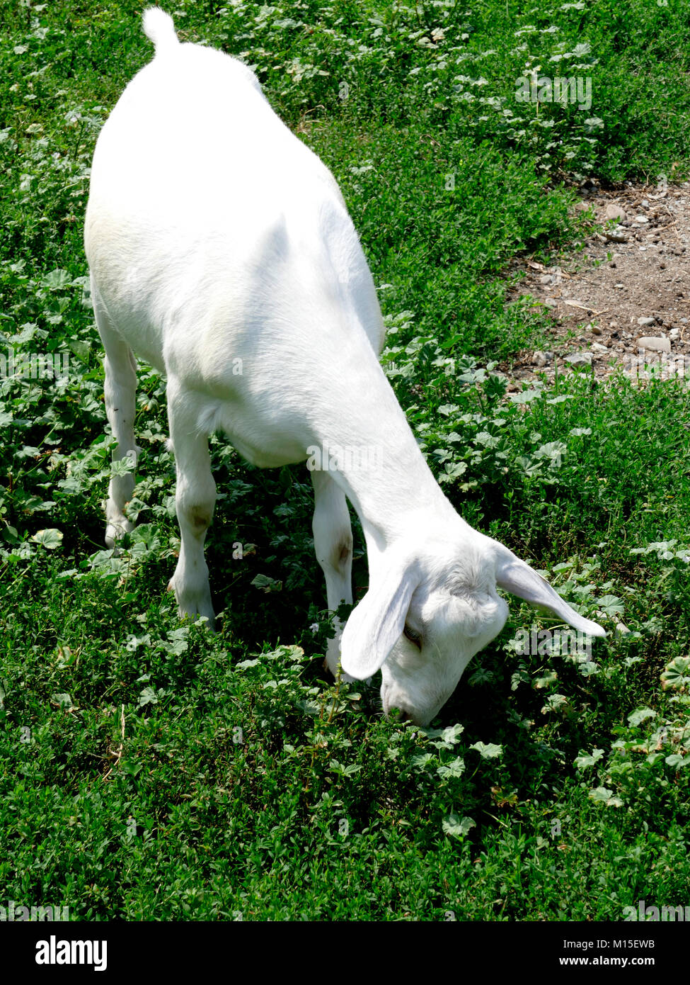 Saanen dairy goat farm hi-res stock photography and images - Alamy