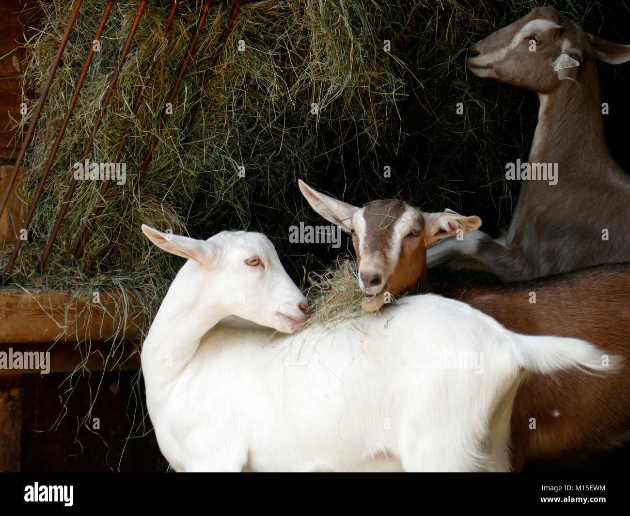 Three Dairy Goats Eating Hay in a Barn Stock Photo - Alamy