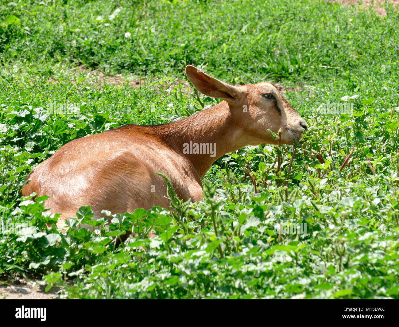 Saanen goat farm hi-res stock photography and images - Alamy