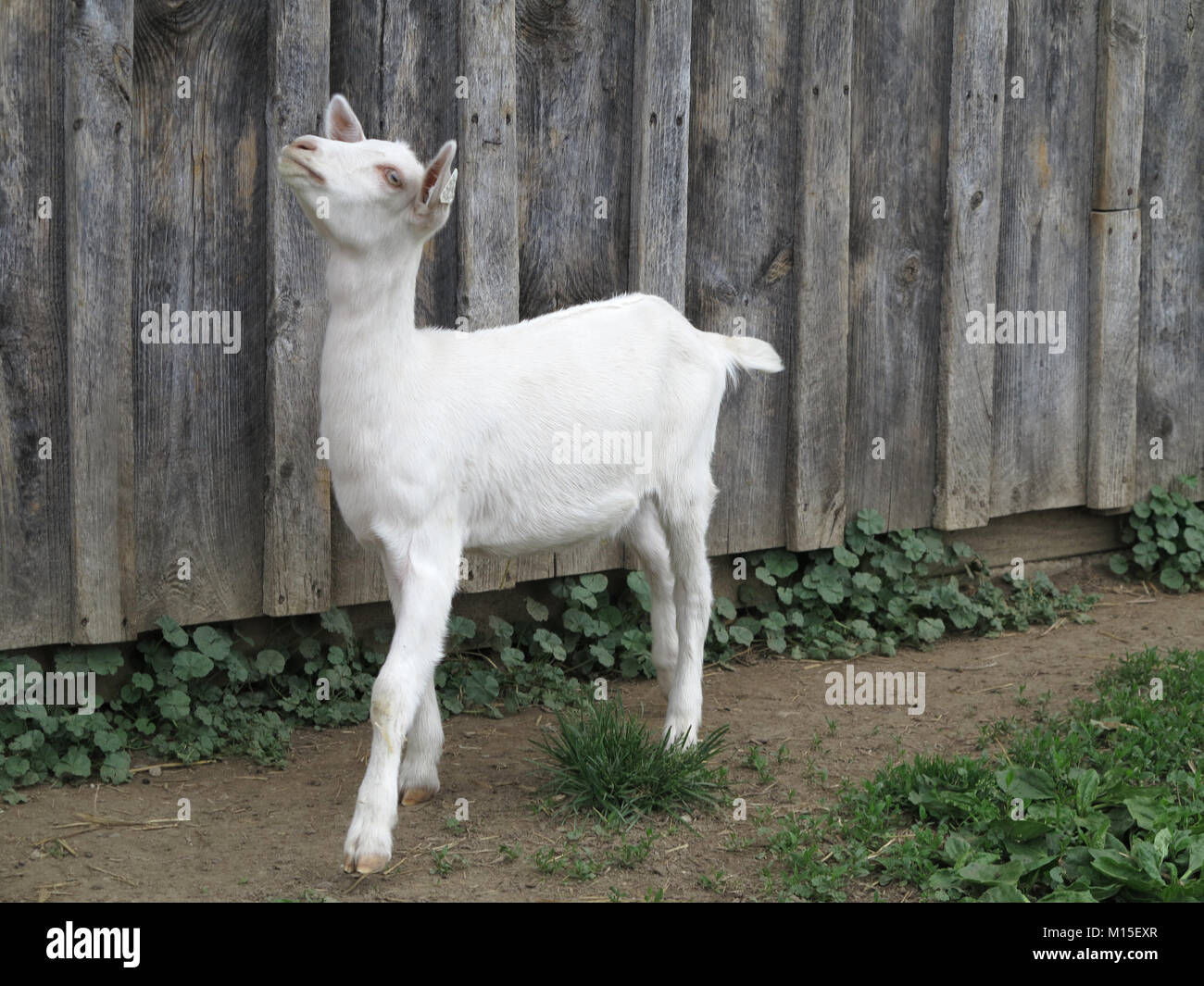 Confident White Dairy Goat Looking Up In Front of a Wooden Barn Stock ...
