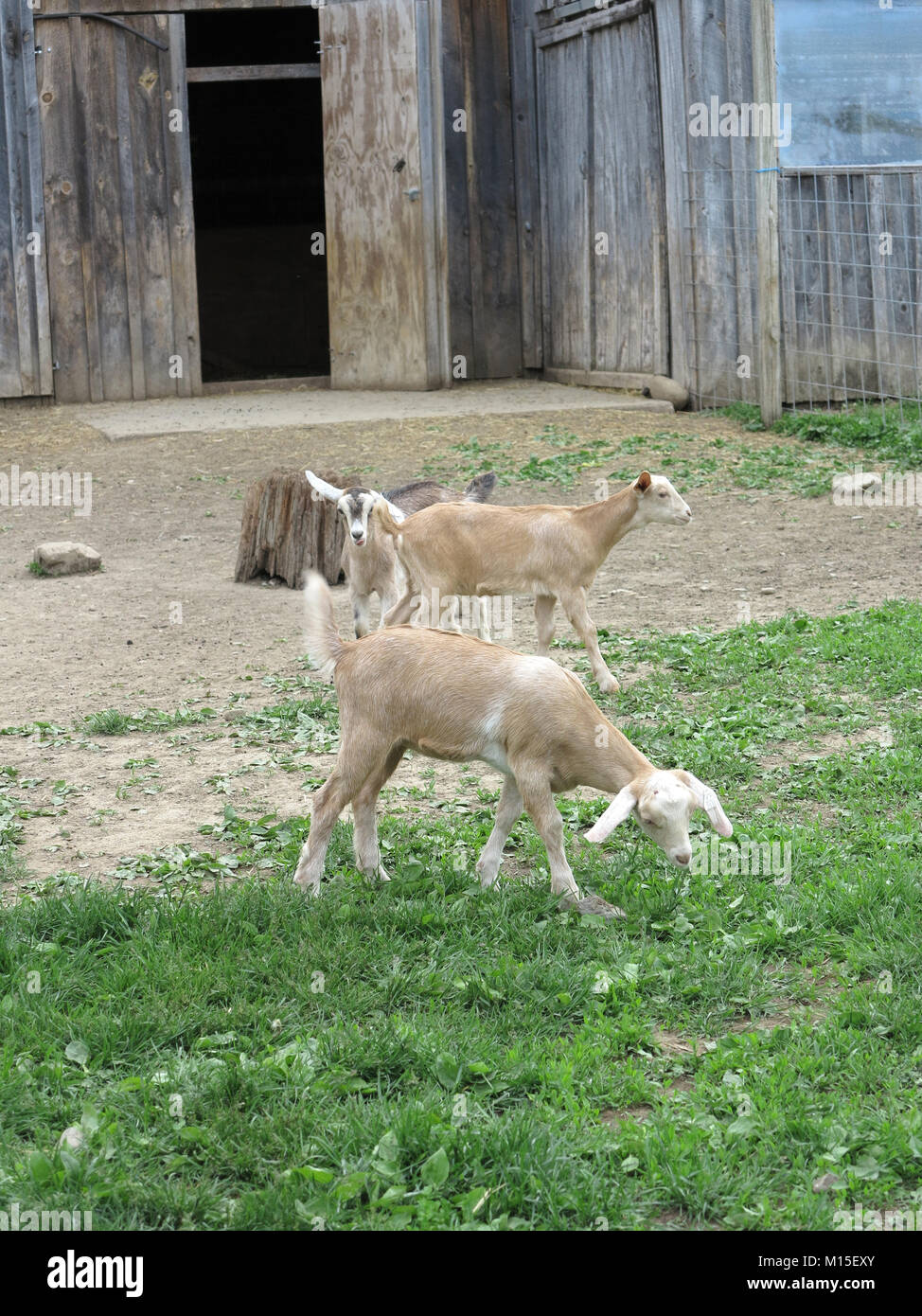 3 three goats hi-res stock photography and images - Alamy