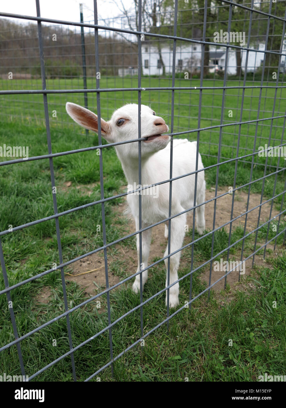 White Dairy Goat Chewing on a Metal Fence on a Farm Stock Photo - Alamy