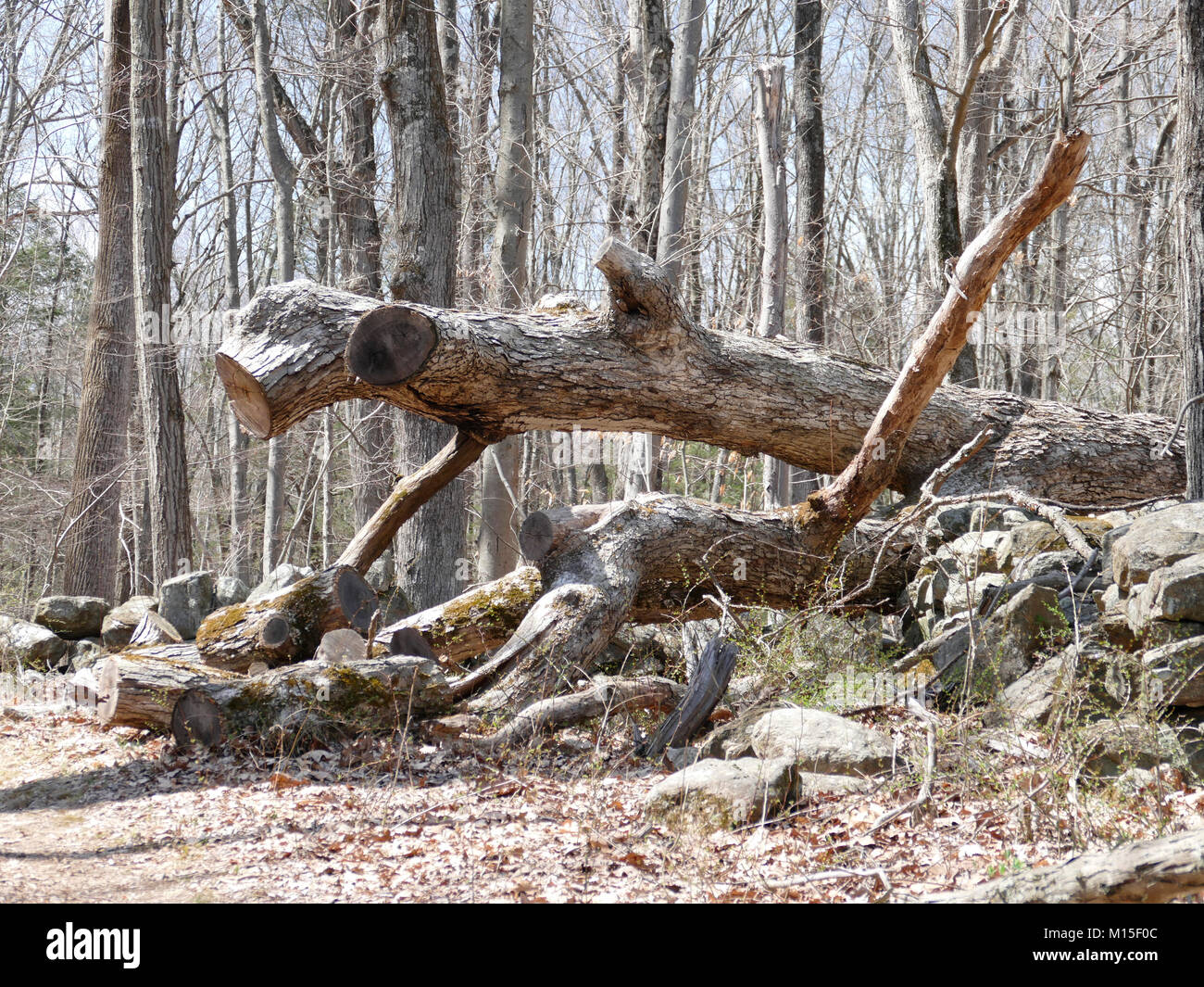 Fallen and Cut Trees Outside in a Forest Stock Photo - Alamy