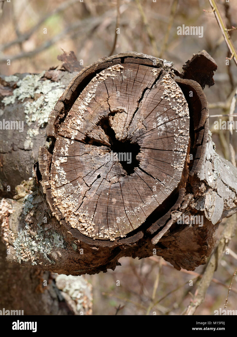 Tree Stump Cut with Saw Outside in a Forest Stock Photo - Alamy