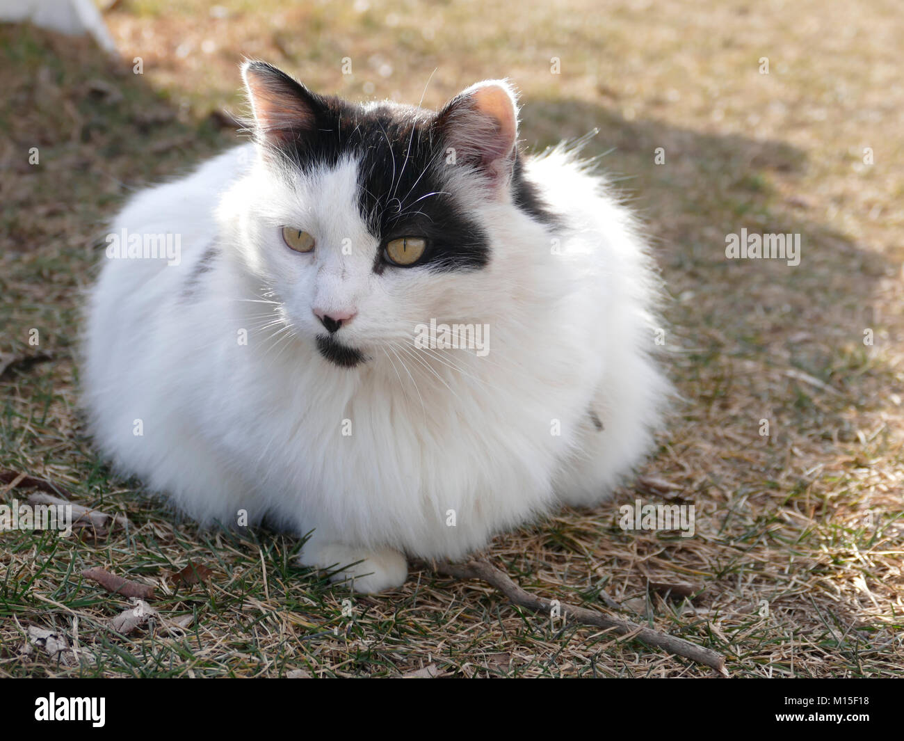 White Farm Cat Spotted with Black Patches Laying on Hay in the Barn ...