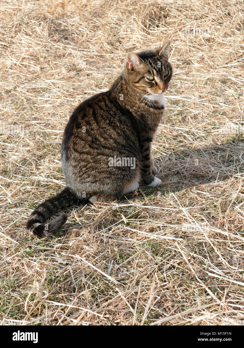 Tabby cats barn hi-res stock photography and images - Alamy