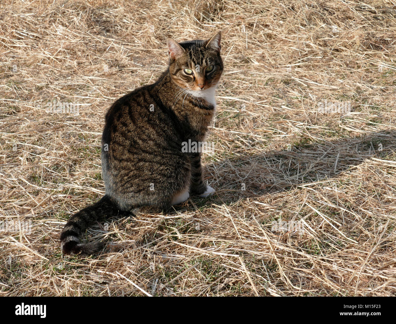 Brown Tabby Cat Sitting on Hay in the Barn Stock Photo - Alamy