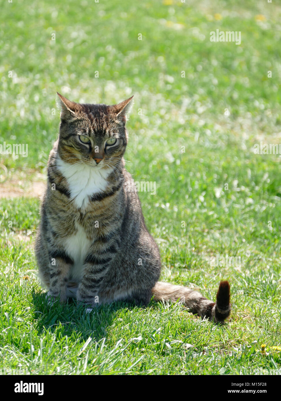 Multicolored Tabby Cat Sitting in the Grass Stock Photo - Alamy