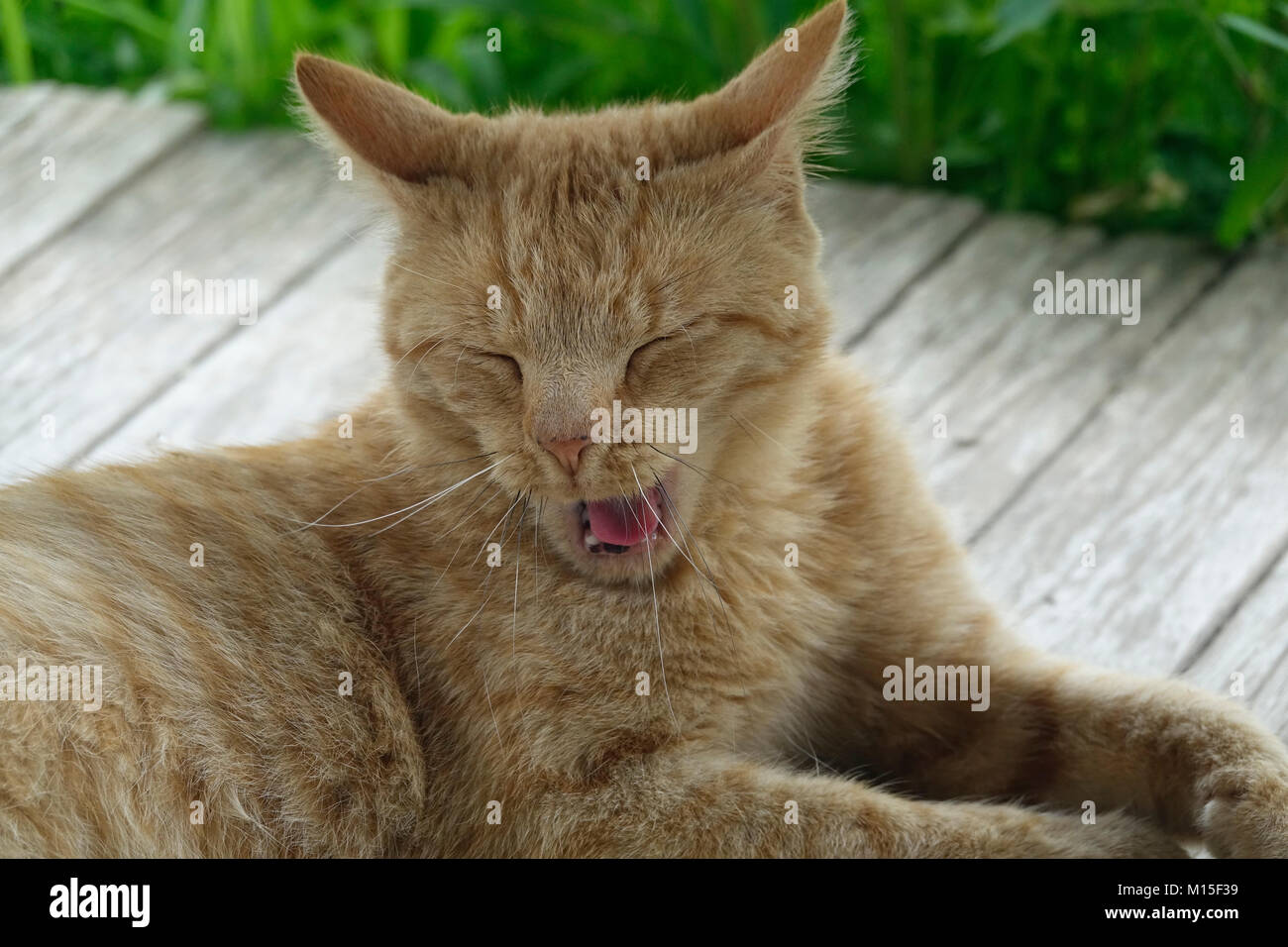 Tabby cats barn hi-res stock photography and images - Alamy