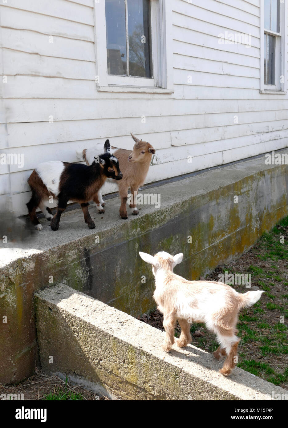 Goat play house hi-res stock photography and images - Alamy