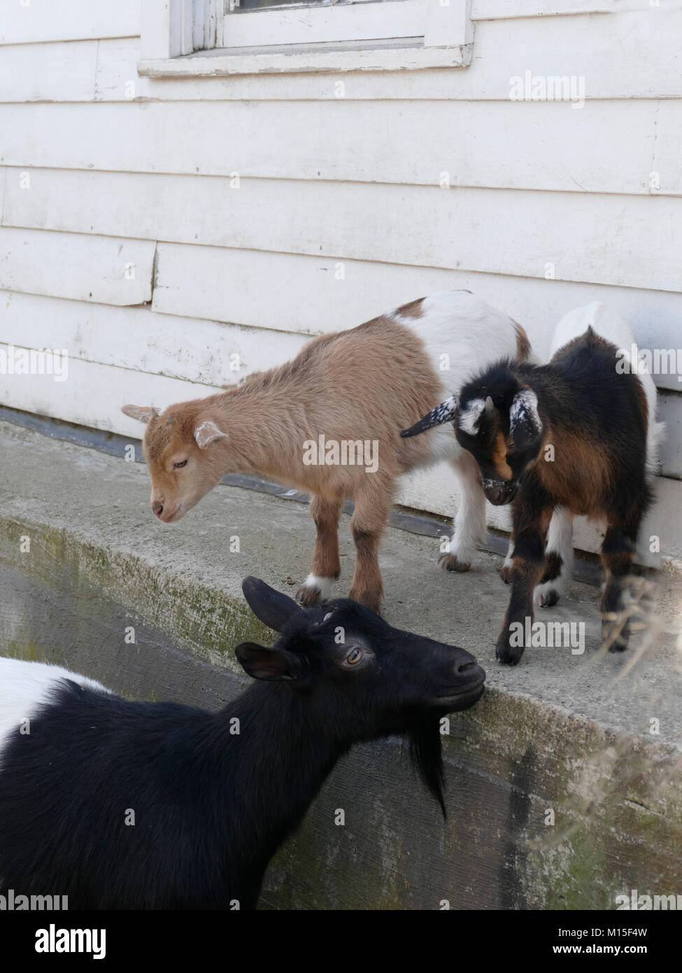 Kid Goats and their Mother on the Side of the House Stock Photo - Alamy